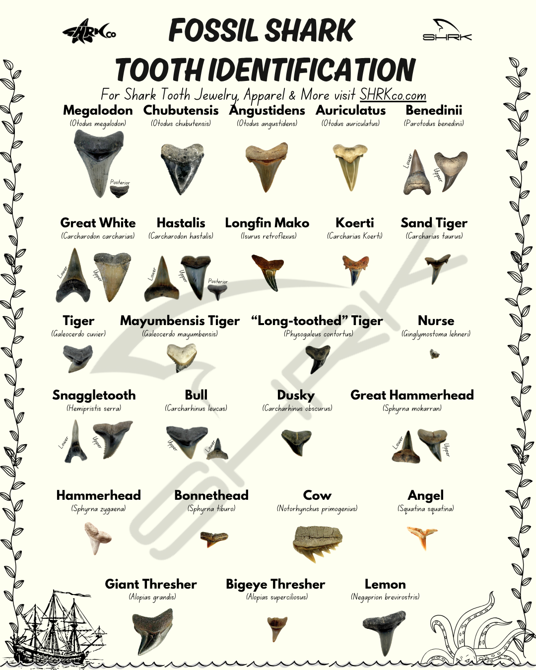 shark tooth fossilization process