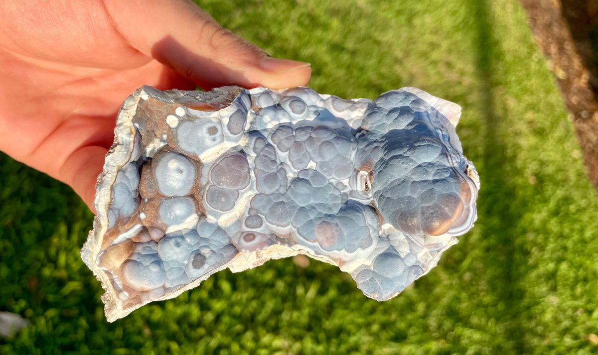Agatized Coral Geodes – SHRKco LLC
