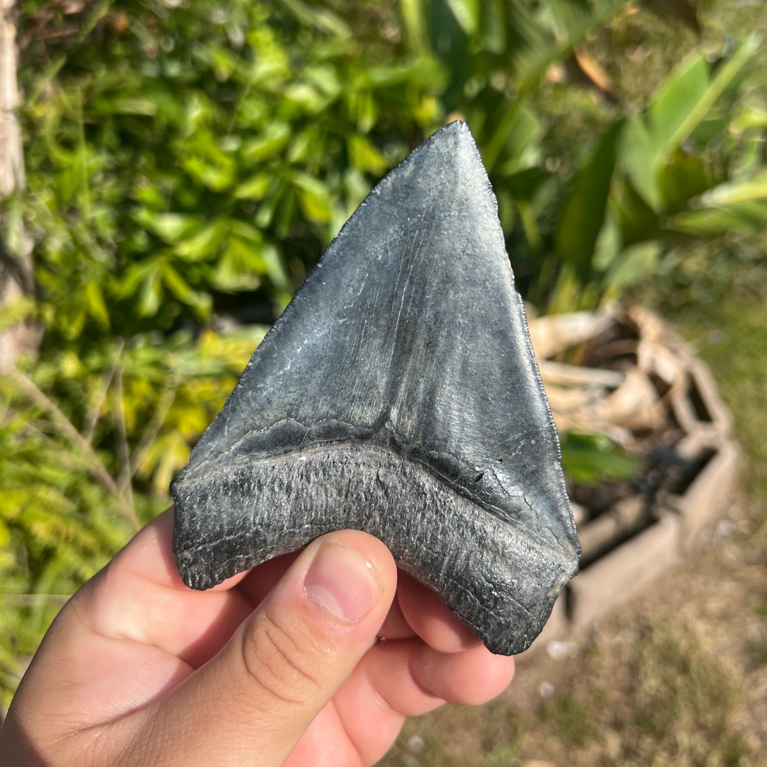 4.71" Megalodon Tooth – Venice, Florida Fossil – SHRKco LLC